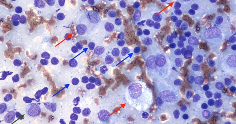 Cytology findings from a skin nodule in a young dog | Vet Times