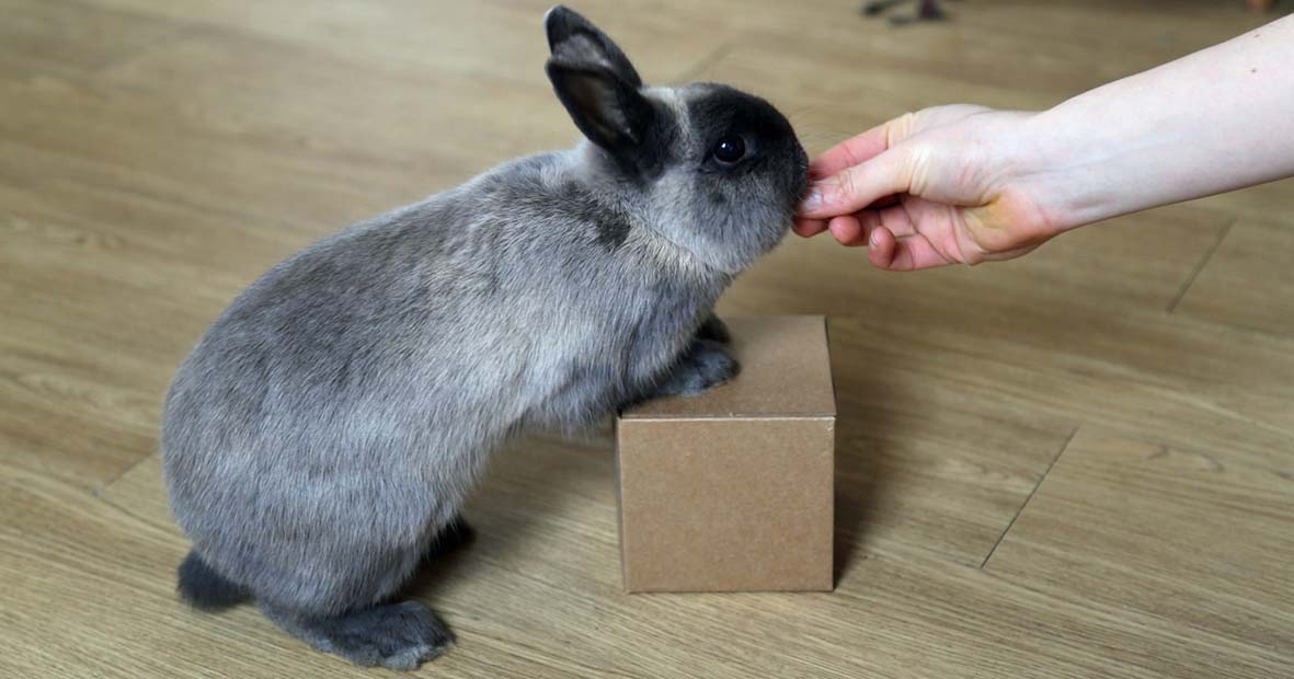 Room for rabbits, part 2: behaviour and veterinary considerations