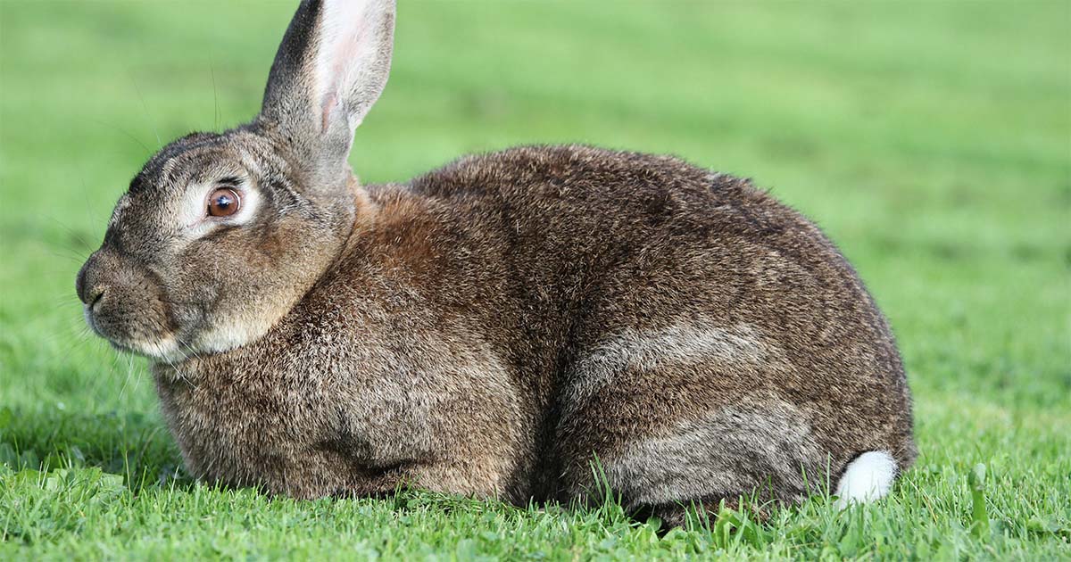 Room for rabbits, part 2: behaviour and veterinary considerations