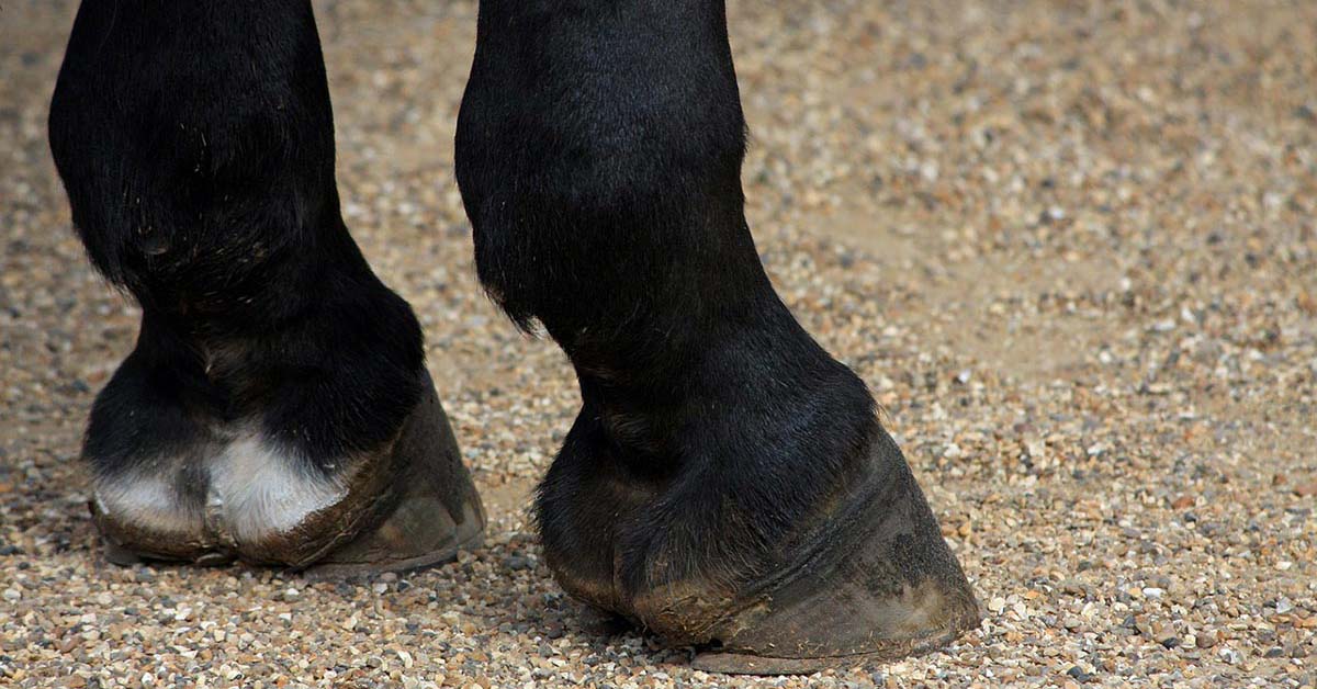Lameness | Vet Times