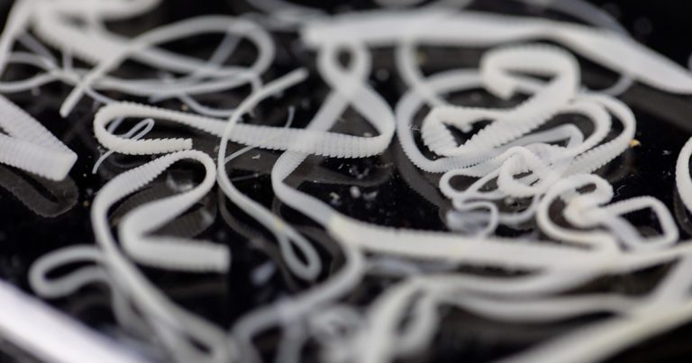 Practitioners and owners told not to forget tapeworm threat | Vet Times