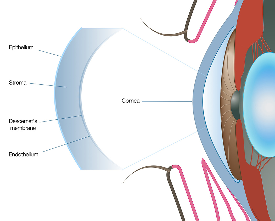 Corneal Ulcers Update In Canine And Feline Pets Corneal Ulcers Update In Canine And Feline Pets