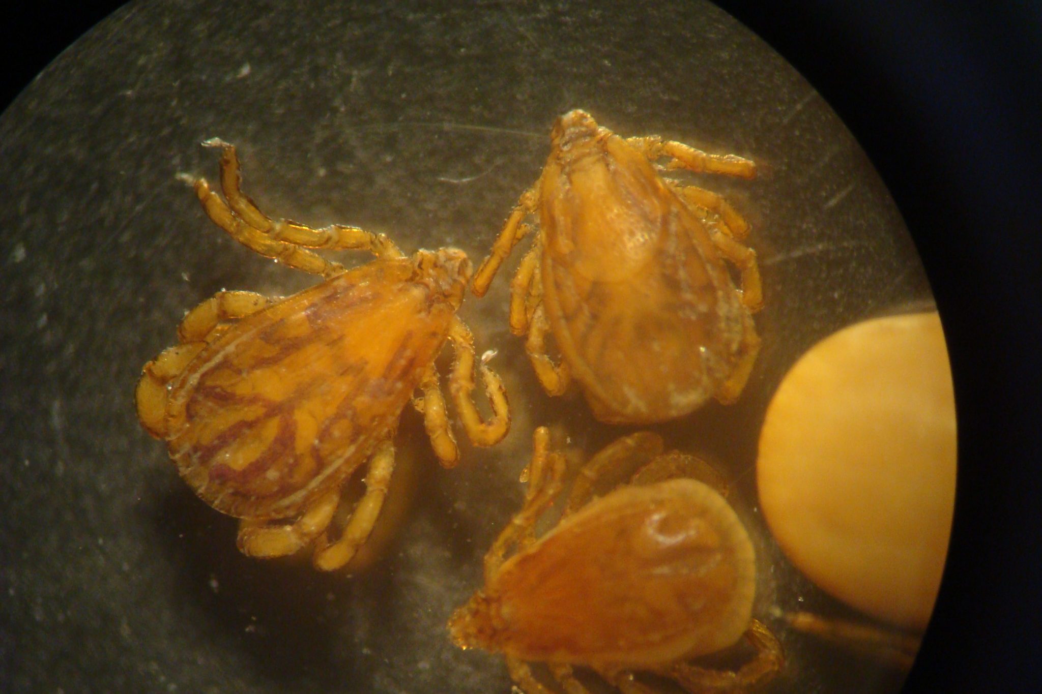 Exotic parasites and dog importation