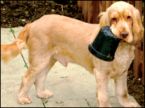 Why Are Cocker Spaniels Tails Docked