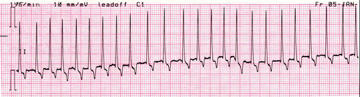Management of canine and feline cardiology conditions | Vet Times