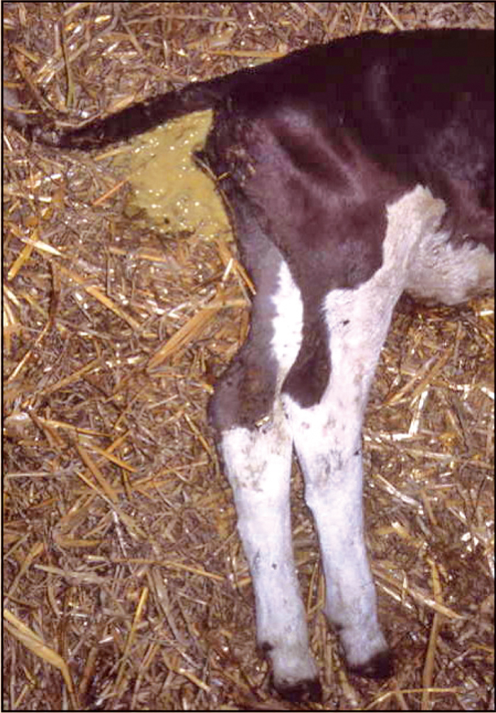 SCOURING: CATCHING A CALF KILLER | Vet Times