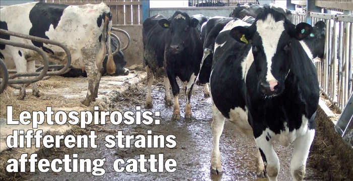 Leptospirosis: different strains affecting cattle | Vet Times