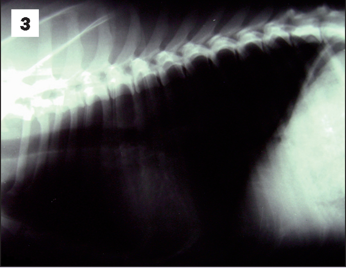 COMMON RADIOGRAPHIC FAULTS | Vet Times