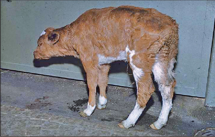 Hypertonic intravenous fluid therapy administration in acutely sick ...