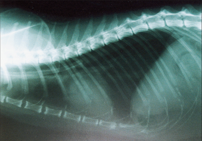 Lymphocytic plasmacytic enteritis revealed in domestic shorthair cat ...