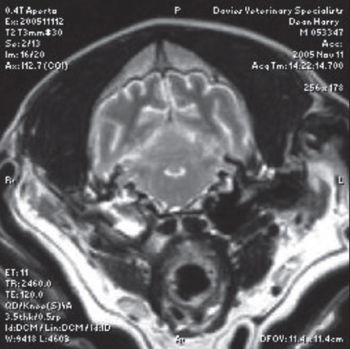 NEUROLOGICAL PERSPECTIVES ON MIDDLE AND INNER EAR DISEASES | Vet Times