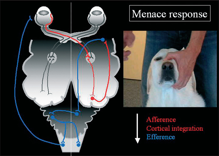 LOOKING AT BLINDNESS FROM NEUROLOGIST’S PERSPECTIVE | Vet Times