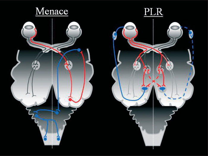 LOOKING AT BLINDNESS FROM NEUROLOGIST’S PERSPECTIVE | Vet Times