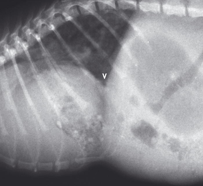 TREATING PPDH IN CATS AND DOGS | Vet Times