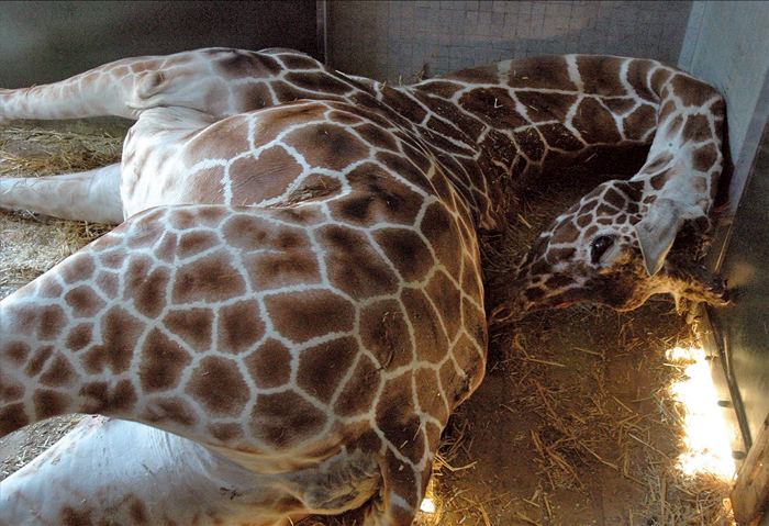 ZOO VET TRIAL: REACHING NEW HEIGHTS IN SAFE ANAESTHESIA | Vet Times