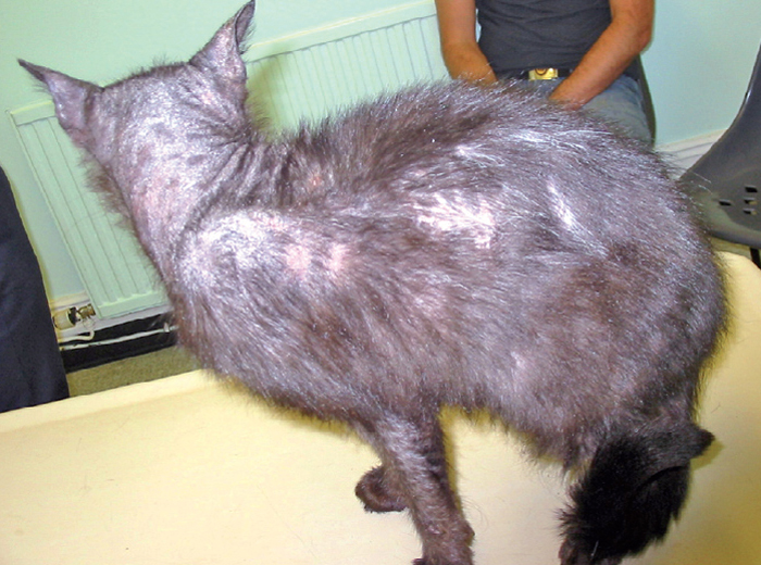 GENTLE DERMATOLOGY: PART TWO | Vet Times