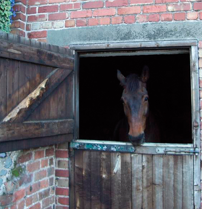 Epiploic Foramen Horse