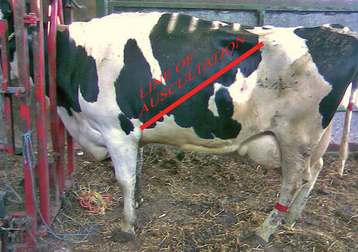 Left displaced abomasum: costly, yet preventable, cattle condition ...