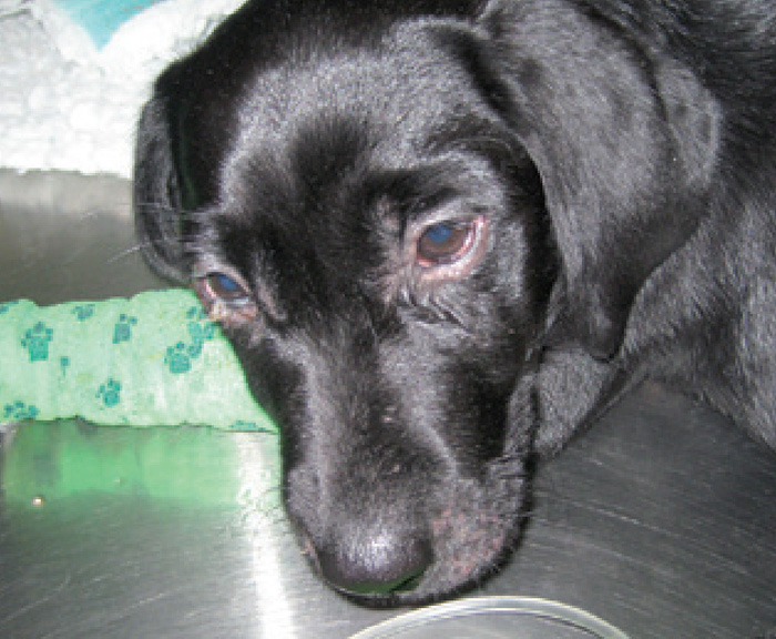 Diagnosing severe puppy strangles | Vet Times