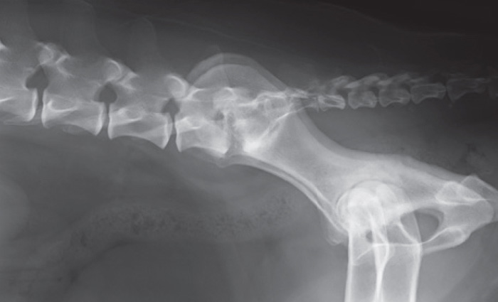 CANINE LUMBOSACRAL DISEASE | Vet Times