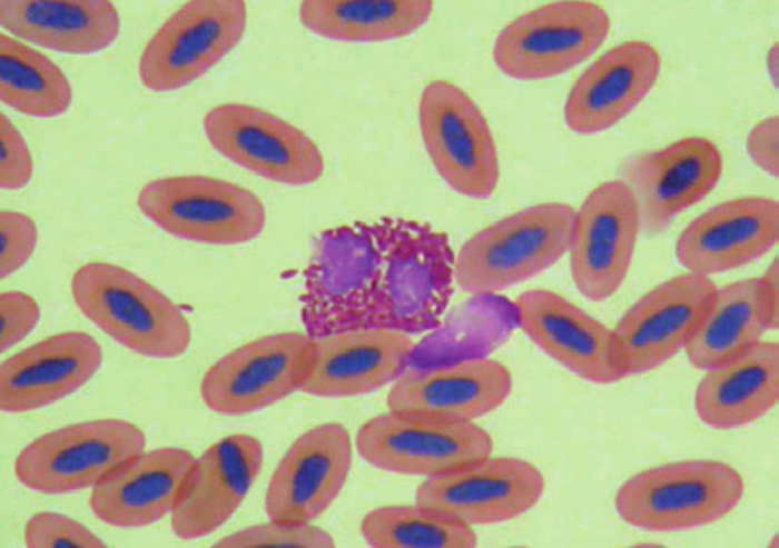 BLOOD TESTING EXOTIC ANIMALS: AVIAN AND REPTILE PROCEDURES | Vet Times