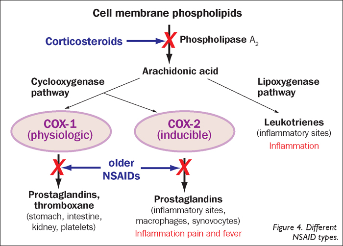 MAKING INFORMED DECISIONS ON NSAIDS: COX STORY UNCOVERED | Vet Times