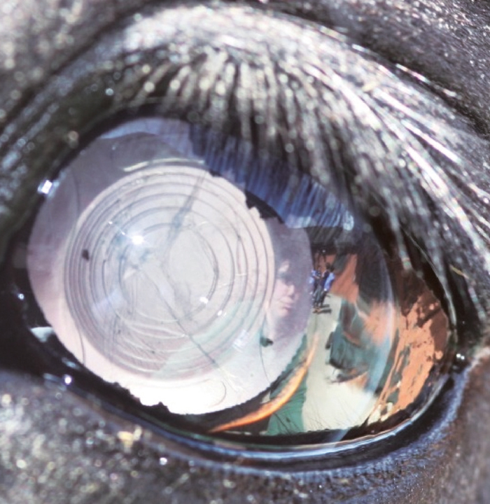 EQUINE OPHTHALMOLOGY: NEW SURGICAL INVESTMENT AT AHT | Vet Times
