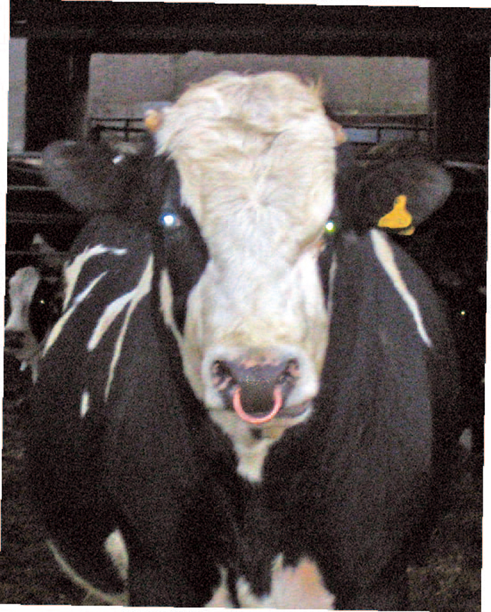 PAIN RELIEF APPROACH TO CATTLE | Vet Times