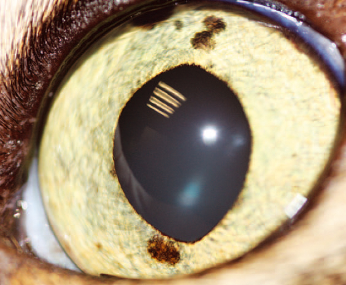 FELINE DIFFUSE IRIDAL MELANOMA | Vet Times