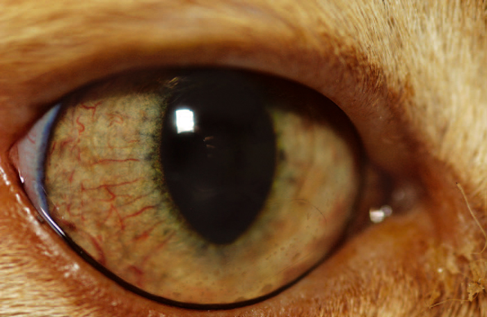 SIGNS, DIAGNOSIS AND TREATMENT OF UVEITIS IN COMPANION ANIMALS | Vet Times