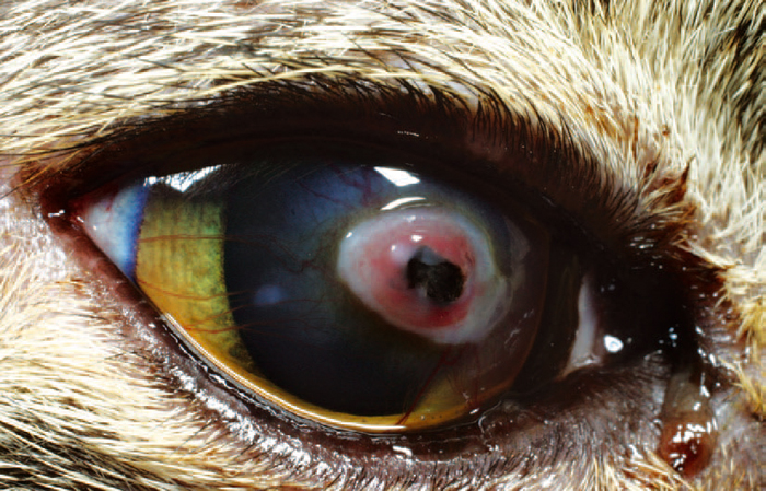 Corneal sequestrum: surgical options | Vet Times
