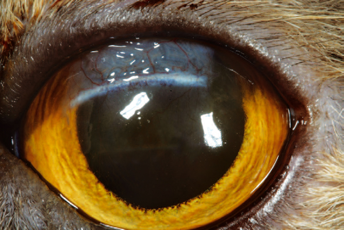 Corneal sequestrum: surgical options | Vet Times