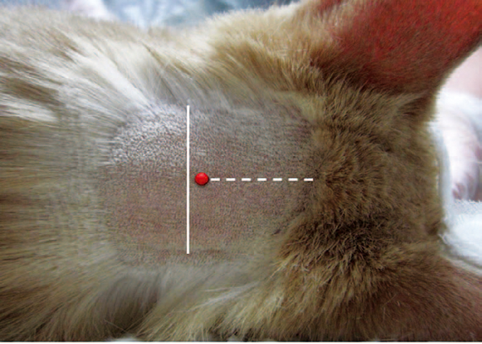 APPROACHES TO CSF COLLECTION | Vet Times