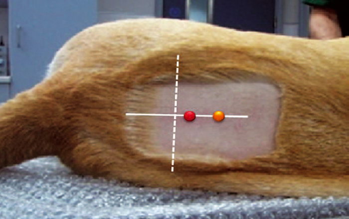 APPROACHES TO CSF COLLECTION | Vet Times