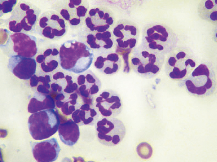 APPROACHES TO CSF COLLECTION | Vet Times