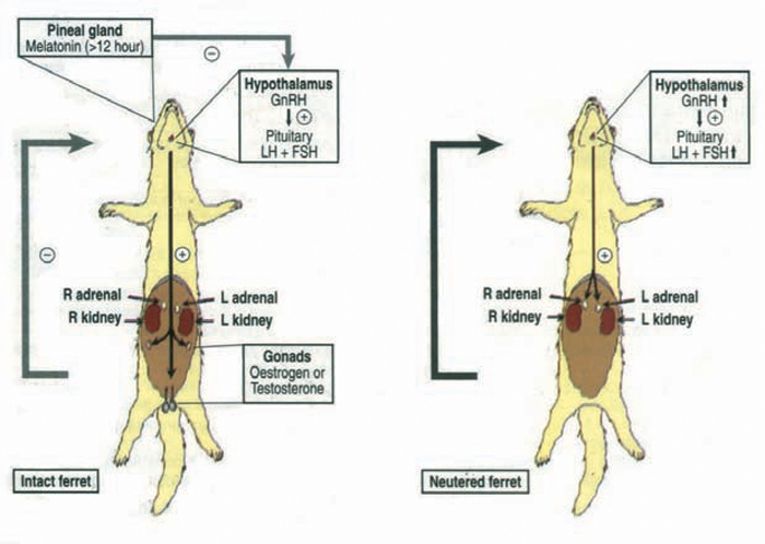 Reproductive management of ferrets | Vet Times