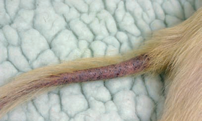 Reproductive management of ferrets | Vet Times