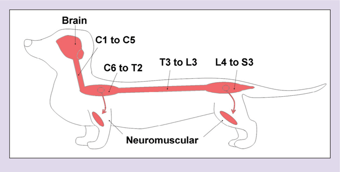 NEUROLOGICAL EXAMINATIONS: LOCALISATION AND GRADING | Vet Times