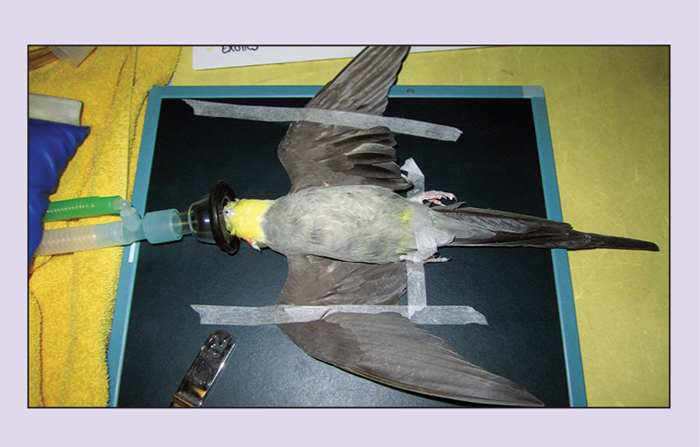 Clinical particulars of pet parrots | Vet Times