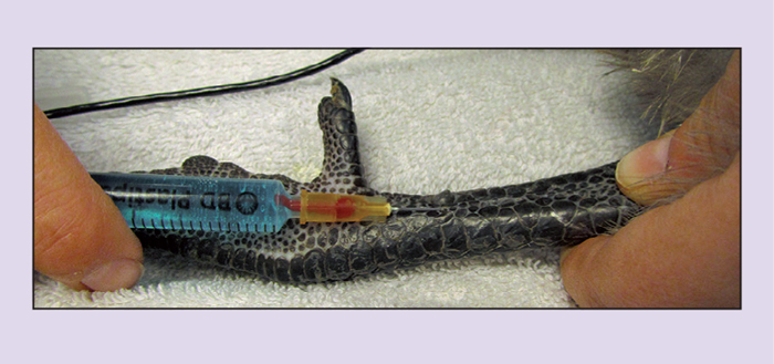 Pet chickens: what you should know | Vet Times