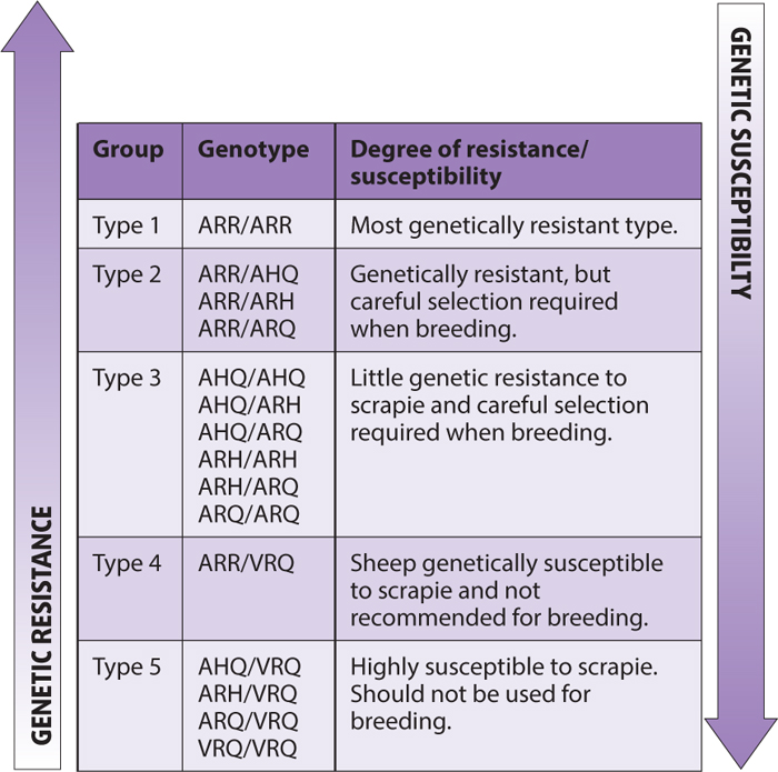 Legislation update on scrapie | Vet Times