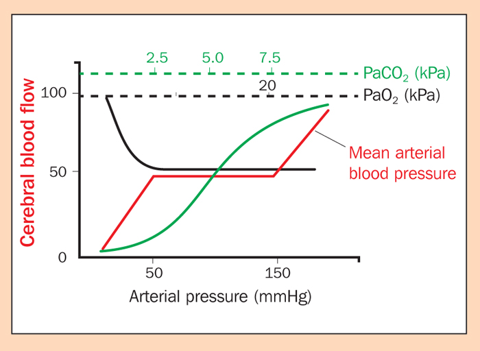 Management of patients with traumatic brain injury: part one | Vet Times