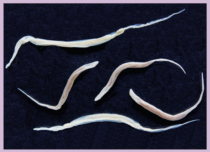 Oxyuris Parasitology ID Parasitology With Robyn At Bel Rea ...