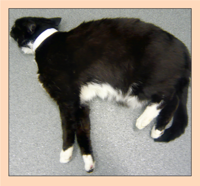 Crash course in head trauma – part two: neurological exam | Vet Times