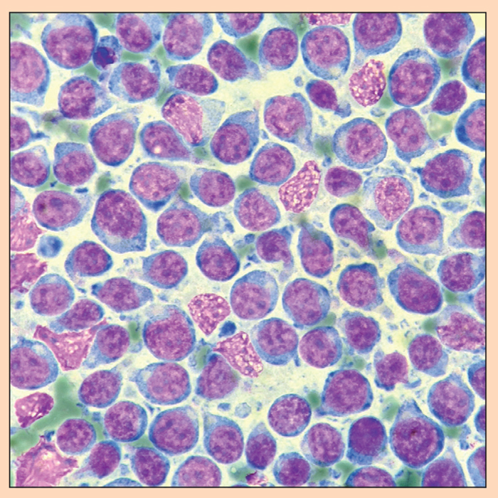 PRESENTATION AND DIAGNOSTIC APPROACH TO FELINE LYMPHOMA | Vet Times